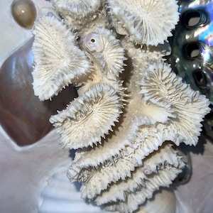 Large Coastal Sculptural Natural Sea Shell Beach Collage Wall Art - Etsy