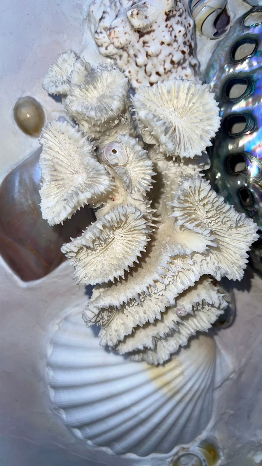 Large Coastal Sculptural Natural Sea Shell Beach Collage Wall Art - Etsy