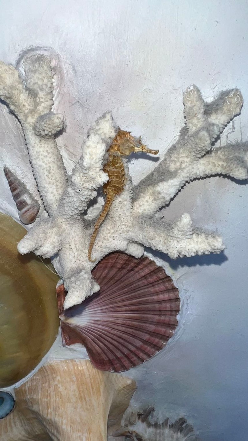 Large Coastal Sculptural Natural Sea Shell Beach Collage Wall Art - Etsy