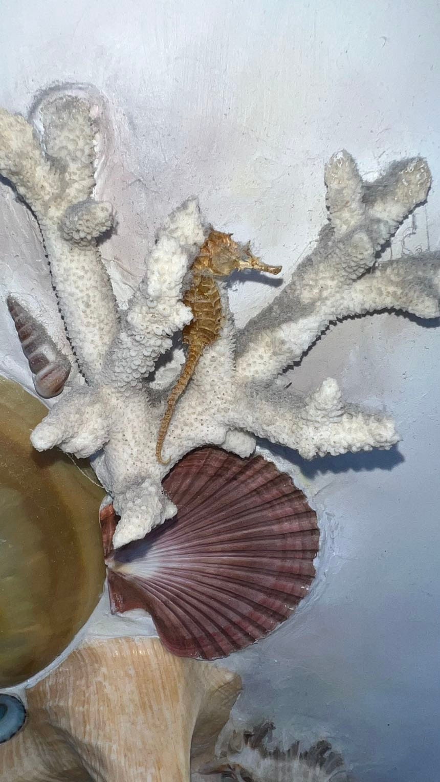 Large Coastal Sculptural Natural Sea Shell Beach Collage Wall Art - Etsy