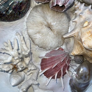 Large Coastal Sculptural Natural Sea Shell Beach Collage Wall Art - Etsy