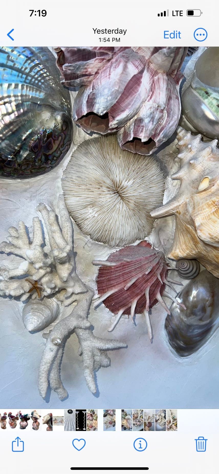 Large Coastal Sculptural Natural Sea Shell Beach Collage Wall Art - Etsy