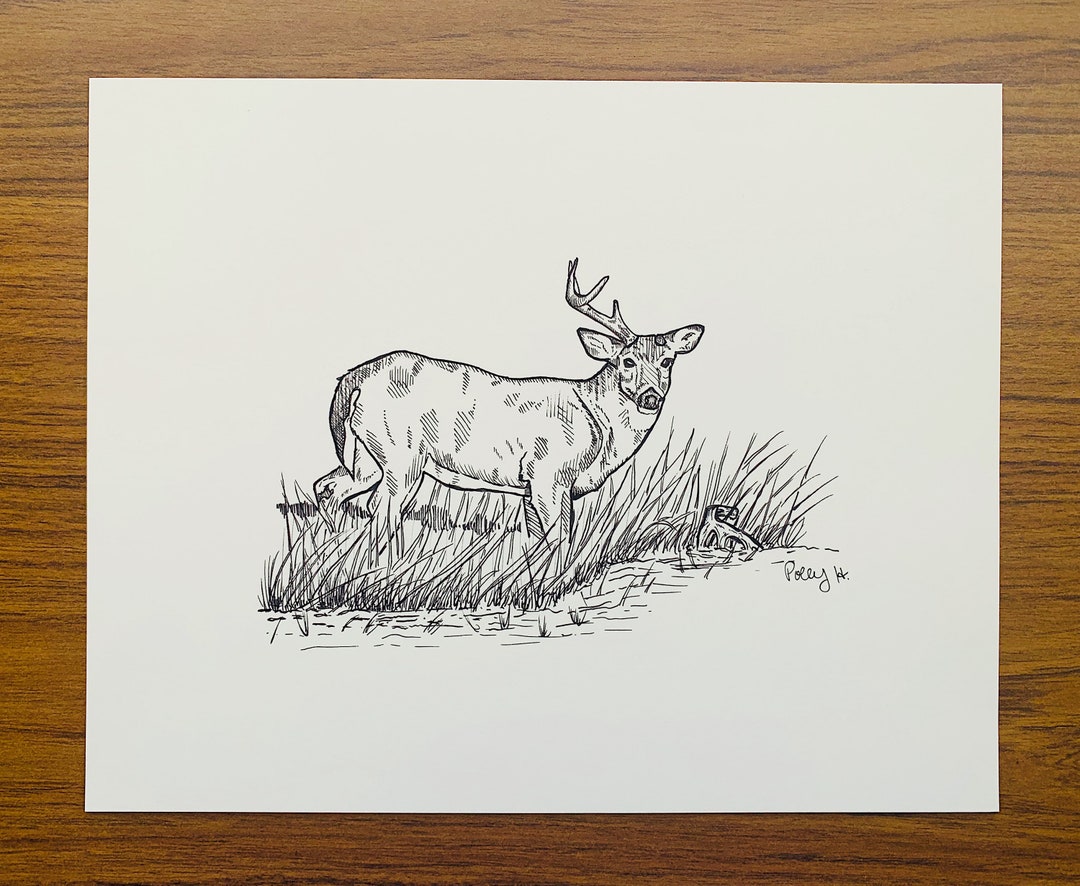 Swamp Buck Shedding Antlers Pen and Ink Print - Etsy