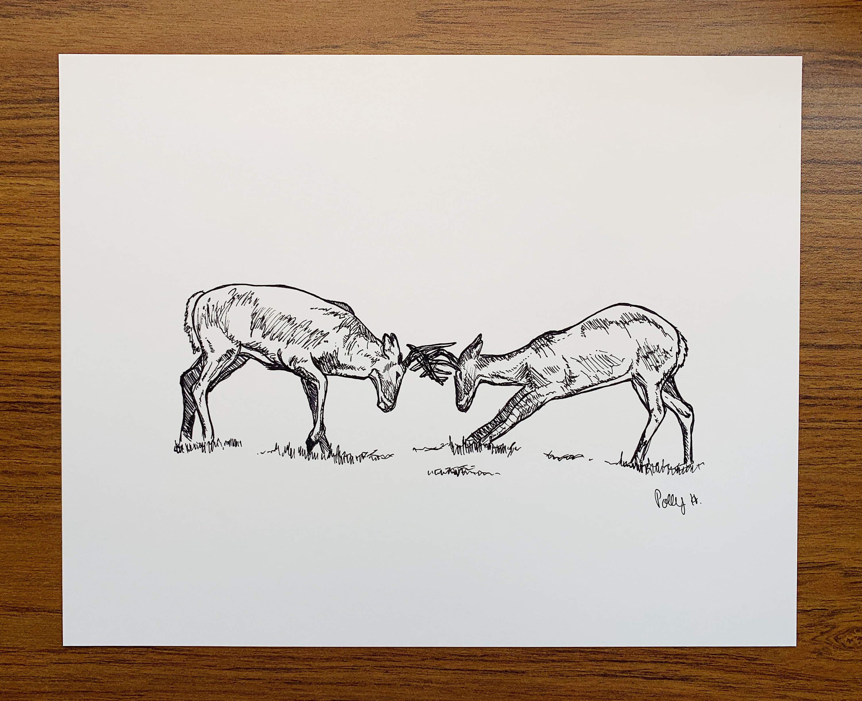 Bucks Fighting Drawing