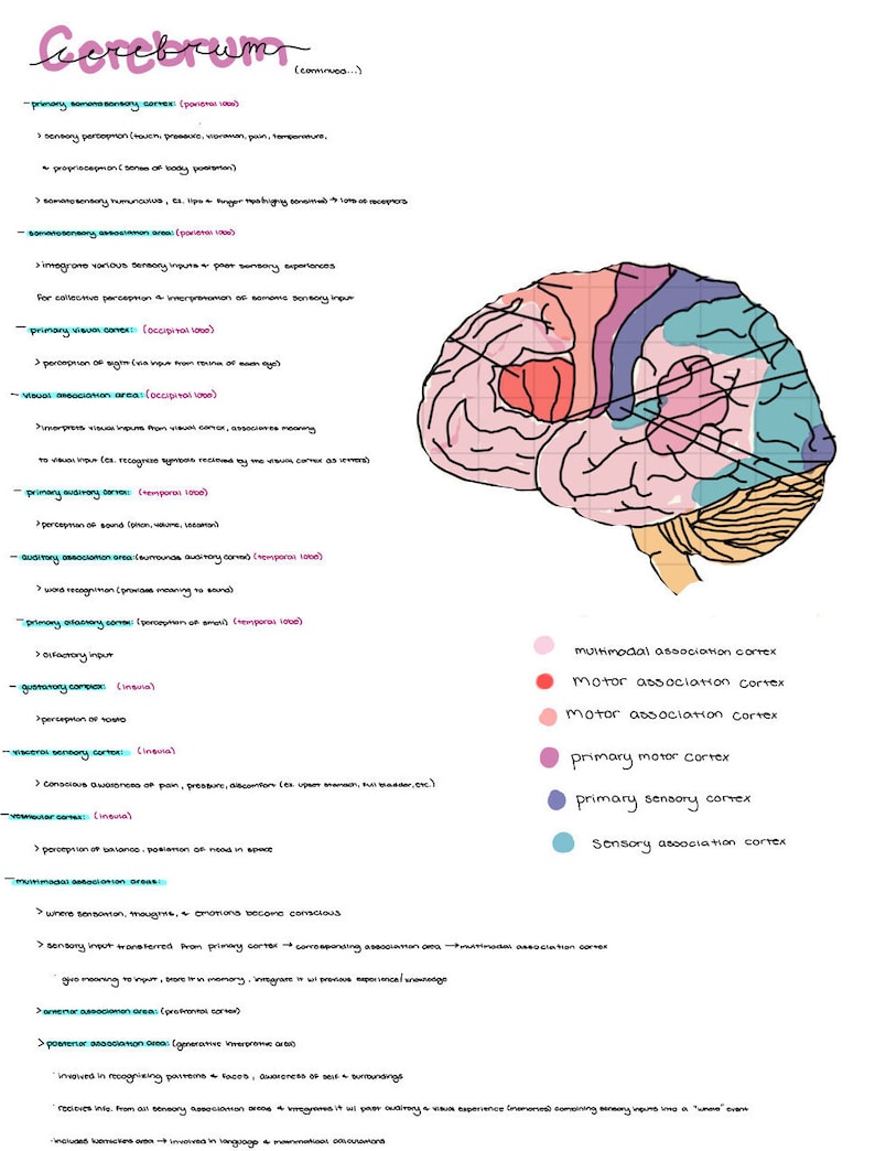 Central Nervous System - Etsy