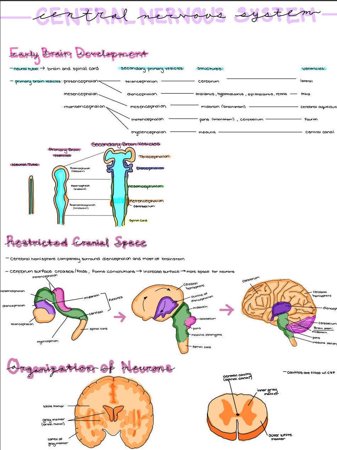 Central Nervous System - Etsy
