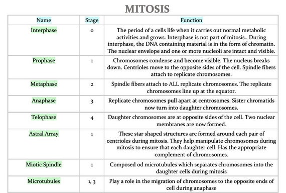 Mitosis anatomy and Physiology Very Detailed | Etsy