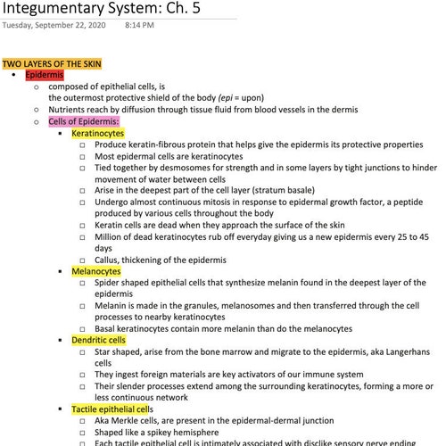 Human Anatomy Integumentary System Study Guide Epithelial - Etsy