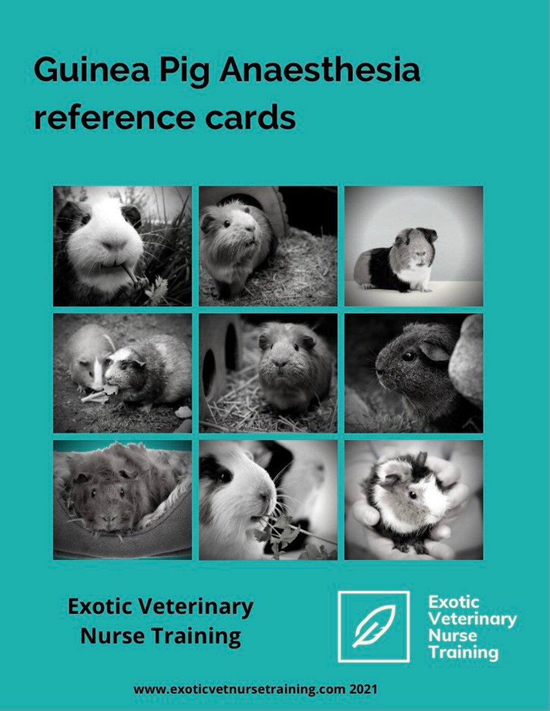 Guinea Pig Anaesthesia Reference Card Set - Etsy