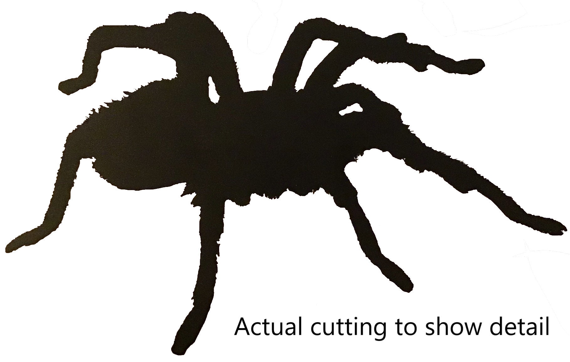 Customizable Name Tarantula Spider Vinyl Decal READ - Etsy