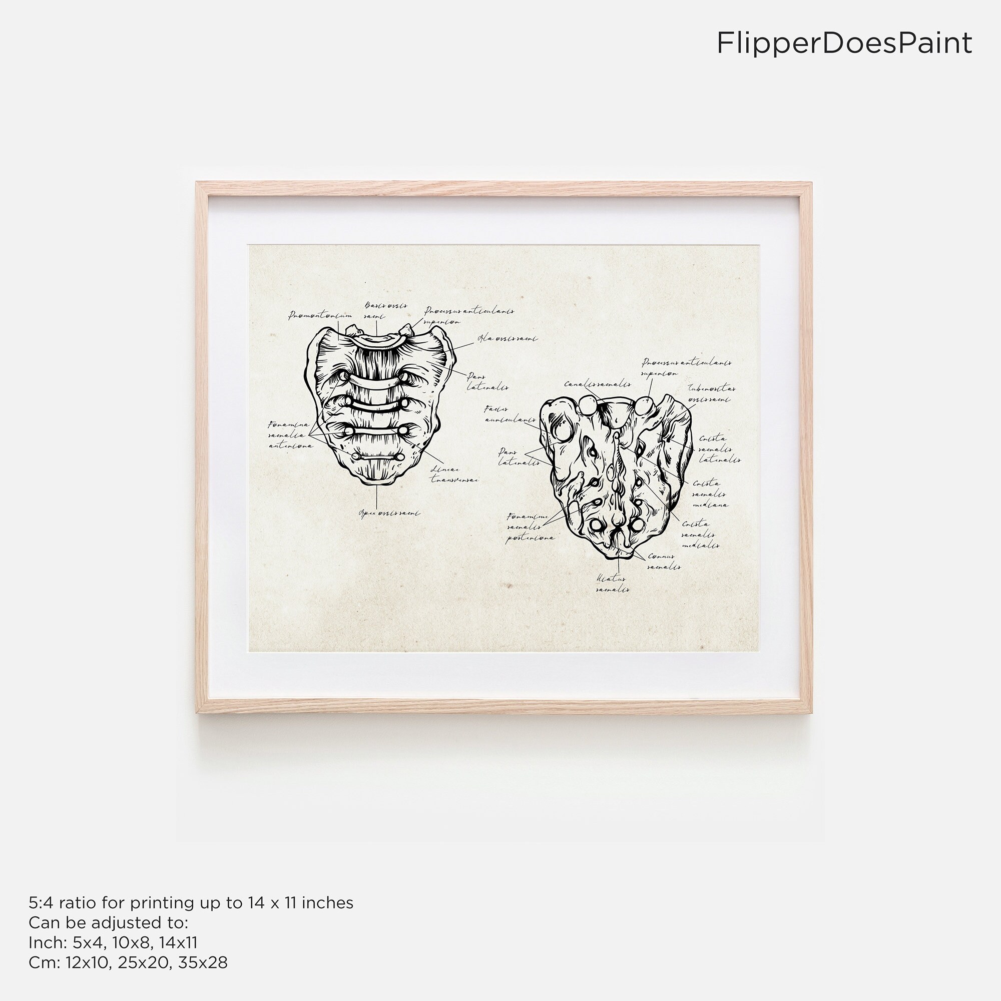 Human Skeleton Drawing, Medical Wall Art, Sacrum Print, Anatomy Art ...