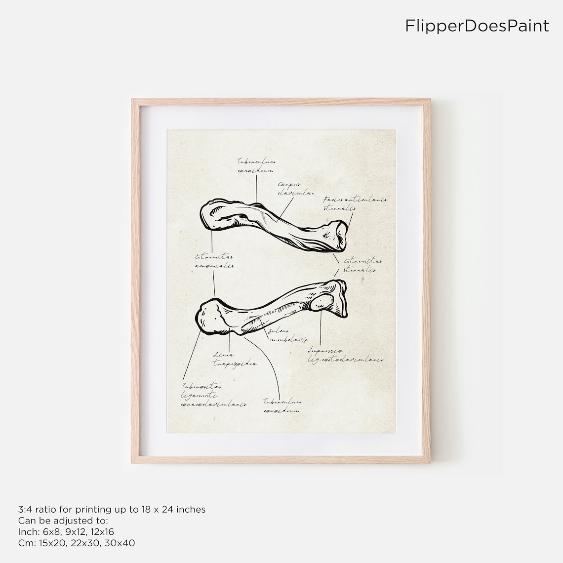 Clavicle Bone Drawing, Human Skeleton Drawing. Bone Sketch Posters ...