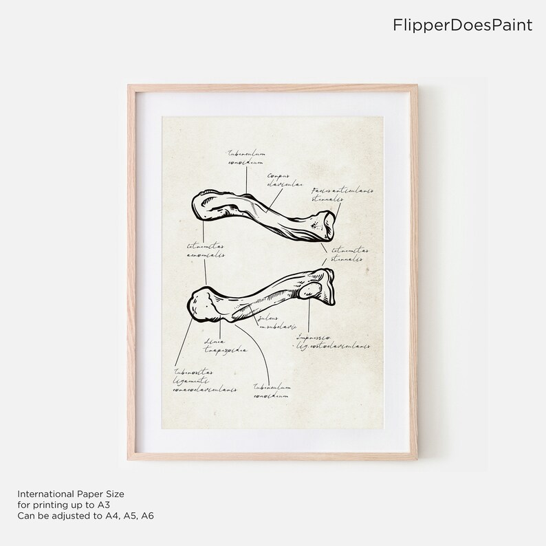 Clavicle Bone Drawing, Human Skeleton Drawing. Bone Sketch Posters ...