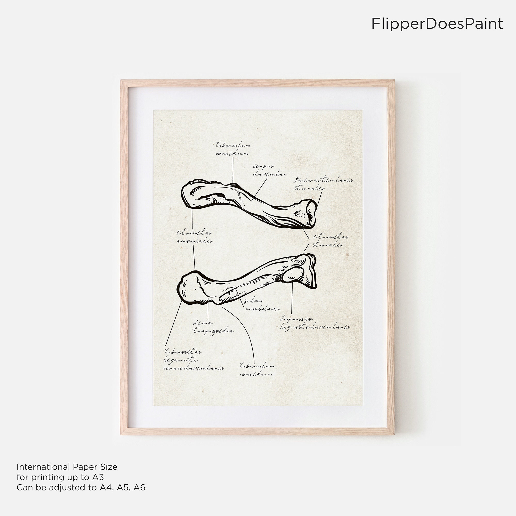 Clavicle Bone Drawing, Human Skeleton Drawing. Bone Sketch Posters ...