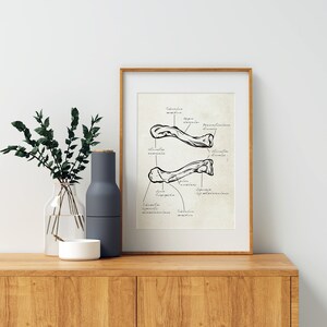 Clavicle Bone Drawing, Human Skeleton Drawing. Bone Sketch Posters ...