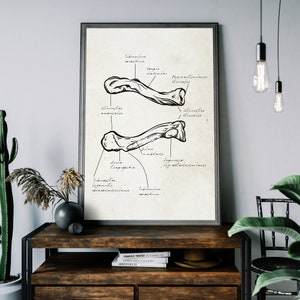 Clavicle Bone Drawing, Human Skeleton Drawing. Bone Sketch Posters ...