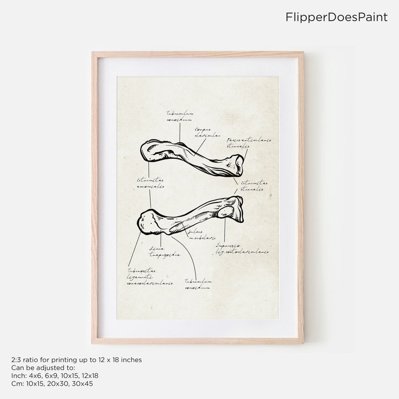 Clavicle Bone Drawing, Human Skeleton Drawing. Bone Sketch Posters ...