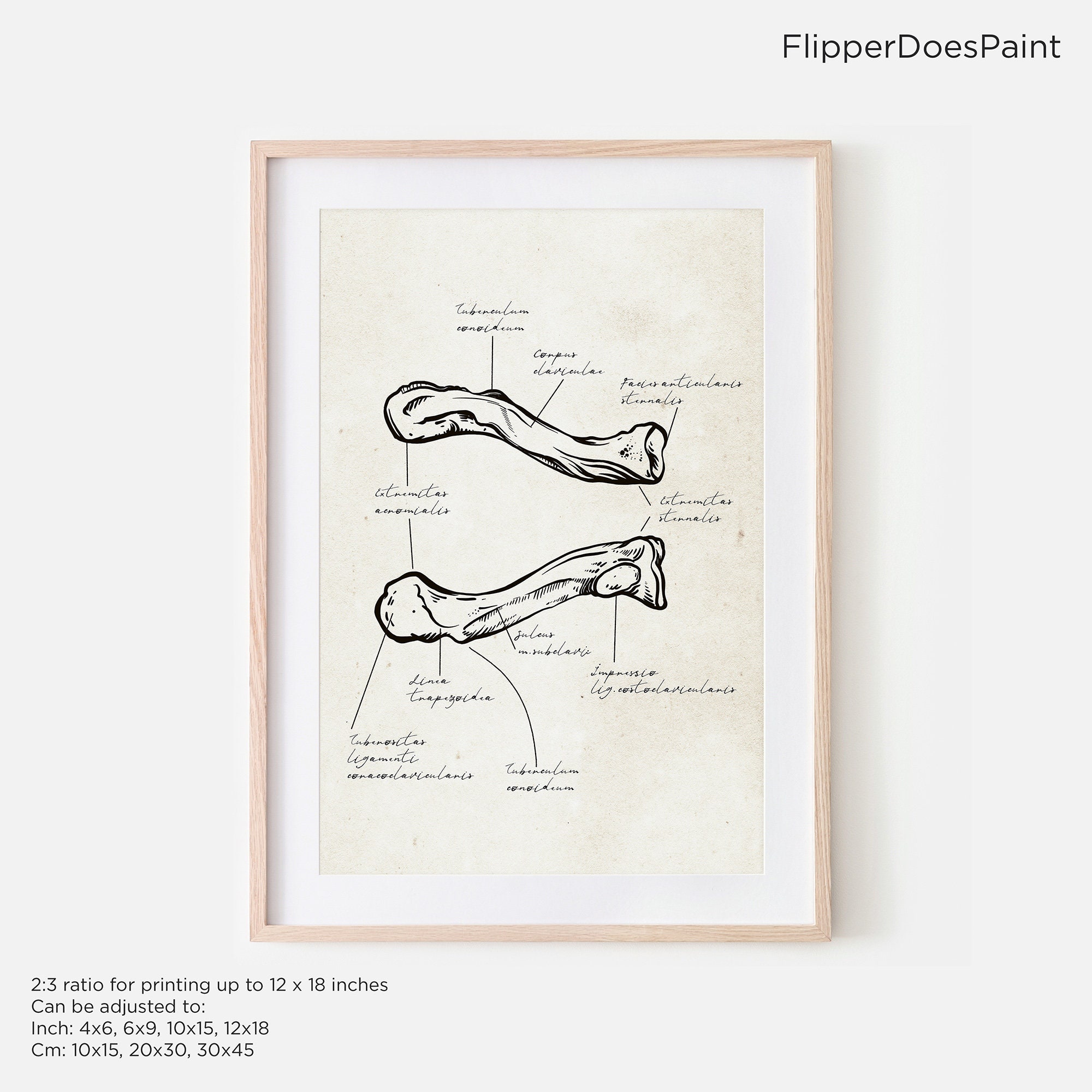 Clavicle Bone Drawing, Human Skeleton Drawing. Bone Sketch Posters ...