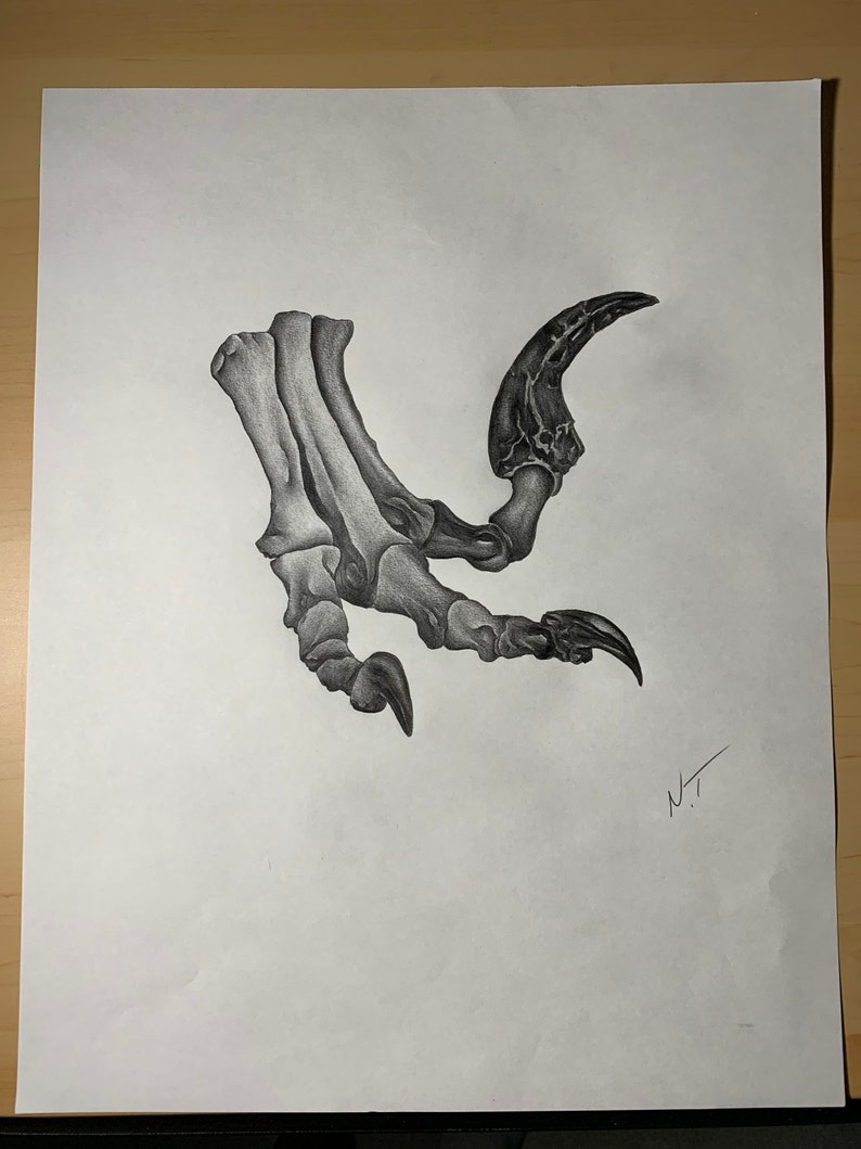 Dinosaur Velociraptor Claw Original Premium Graphite Sketch - Etsy