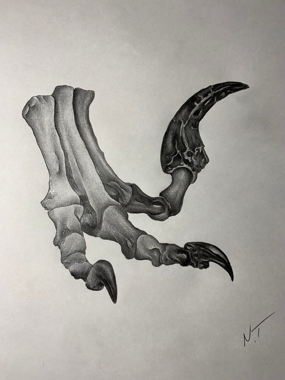 Dinosaur Velociraptor Claw Original Premium Graphite Sketch Art Piece ...