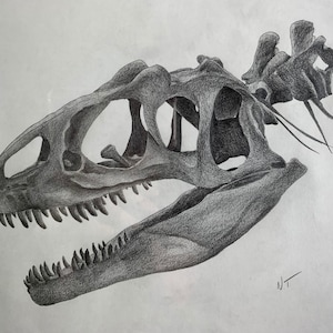 Dinosaur Allosaurus Skull Original Premium Graphite Sketch Art Piece - Etsy