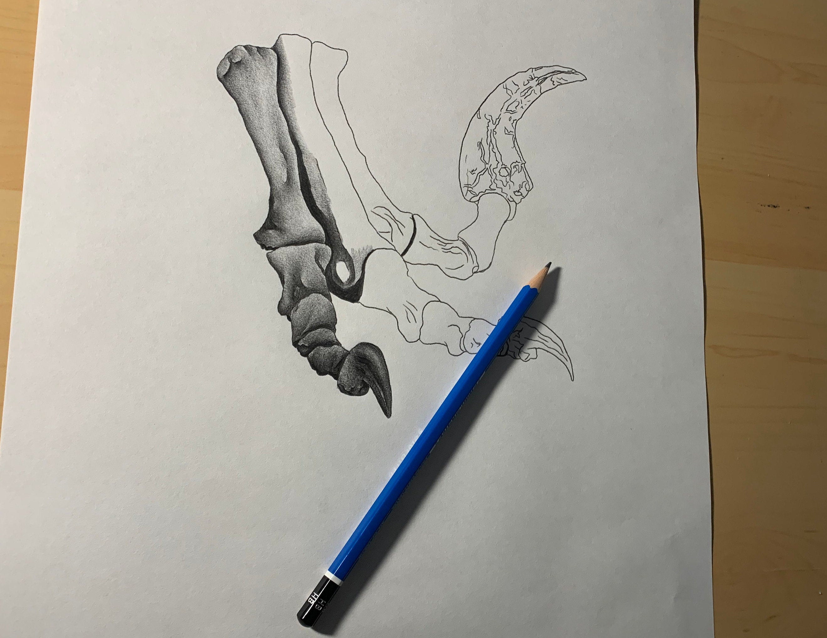 Dinosaur Velociraptor Claw Original Premium Graphite Sketch Art Piece ...