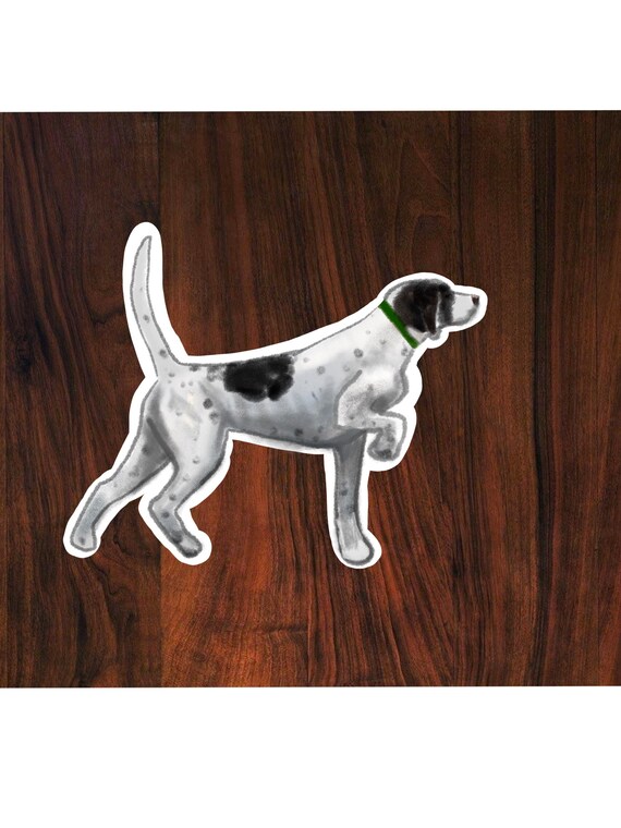 Black And White English Pointer