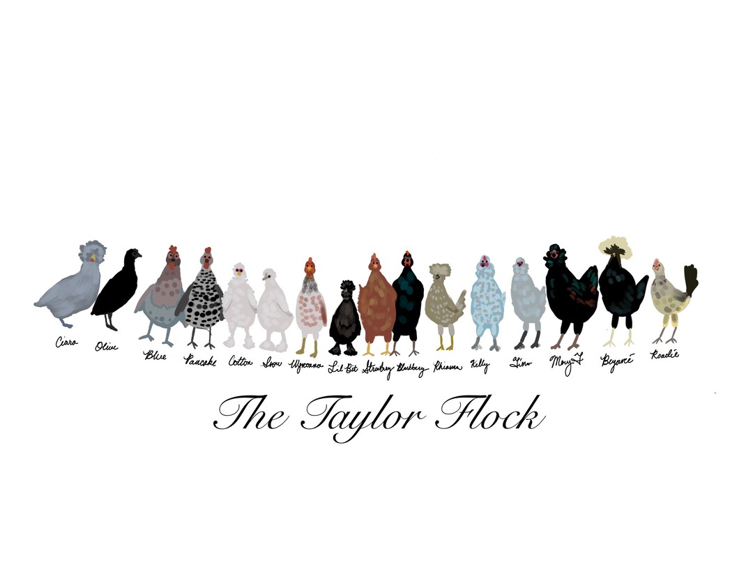 Custom Flock Drawing. up to 8 Chickens. - Etsy