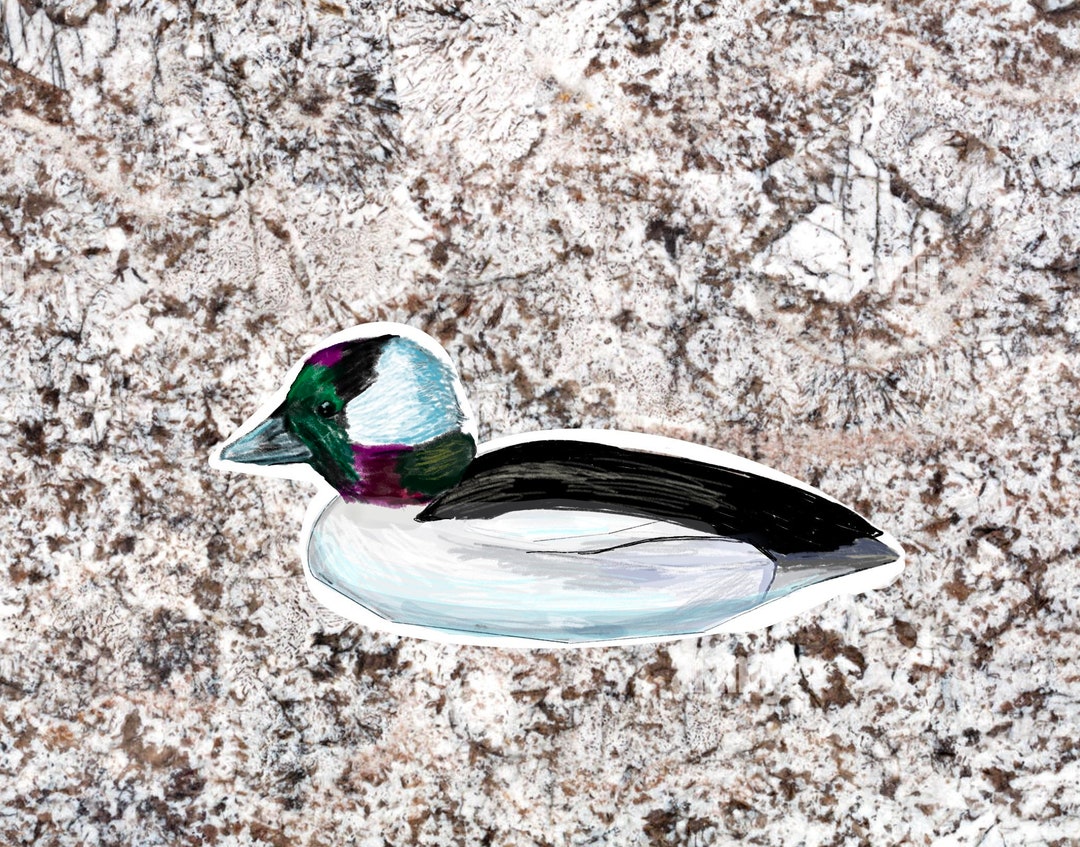 Bufflehead Duck Sticker - Etsy