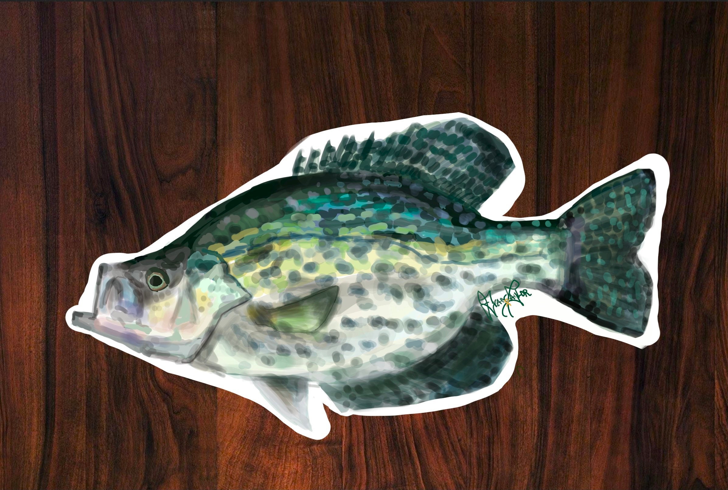 Crappie Fishing Sticker - Etsy