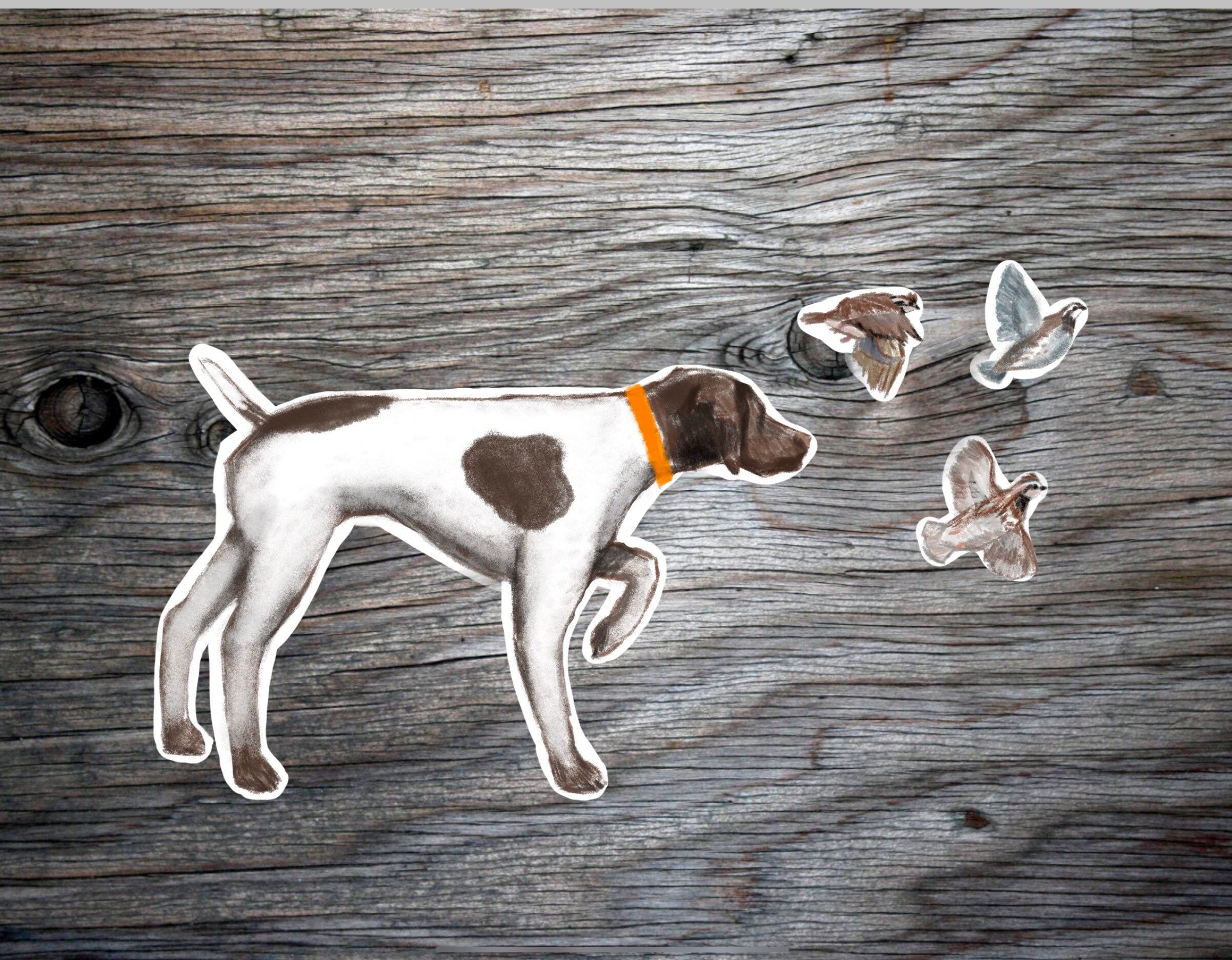 Liver Spot GSP Quail Sticker - Etsy