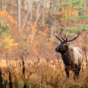 A Large Elk Grazing in Tall Grass, Large Antlers, Fall Mountain Scene ...