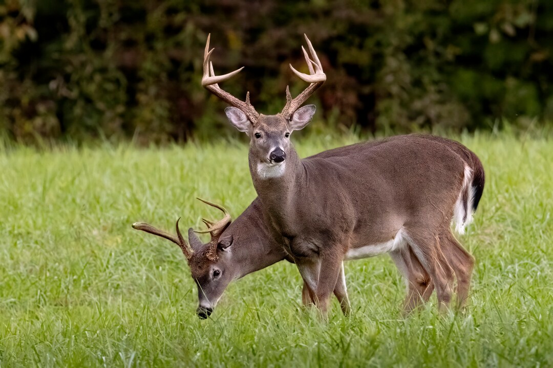 Two Male White-tailed Deer Grazing, Great Smoky Mountains, Wall Art ...