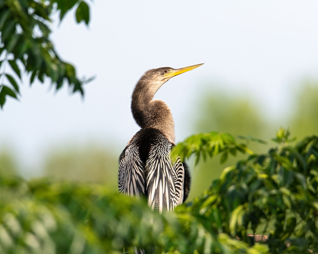 Anhinga Perched in A Tree, Bird Photography, Wall Art, Nature Prints - Etsy