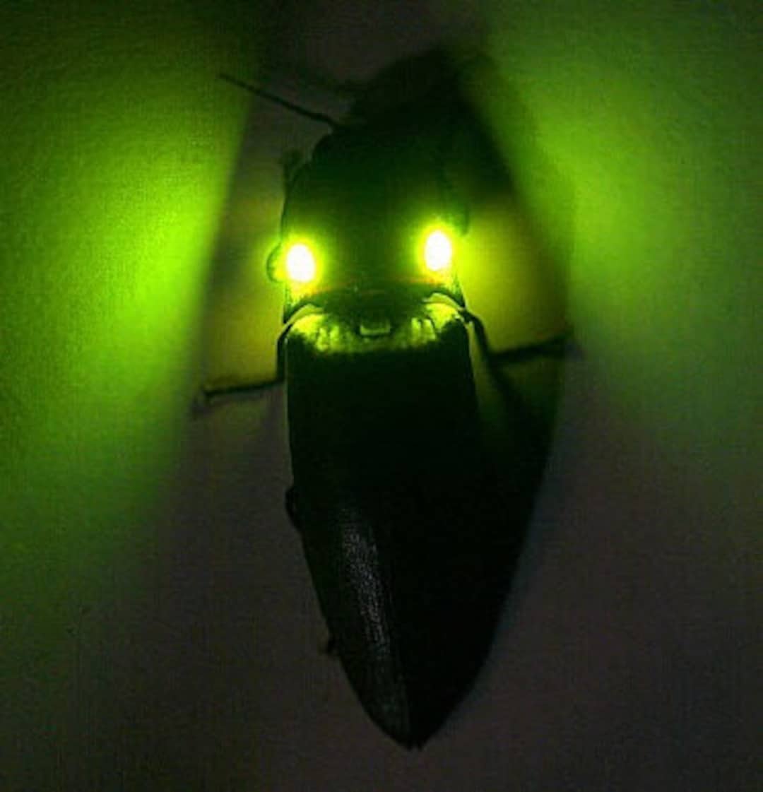 COCUYO Click Beetle Amulet Necklace Pendant Pyrophorini Bioluminescent ...