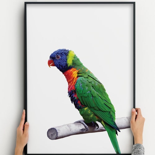 Rainbow Lorikeet Print Australian Bird Bird Print Kids Wall - Etsy ...