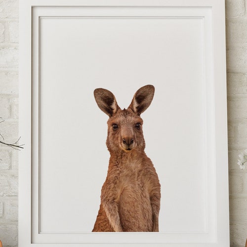 Kangaroo Print Kangaroo Photo Australian Wall Art - Etsy