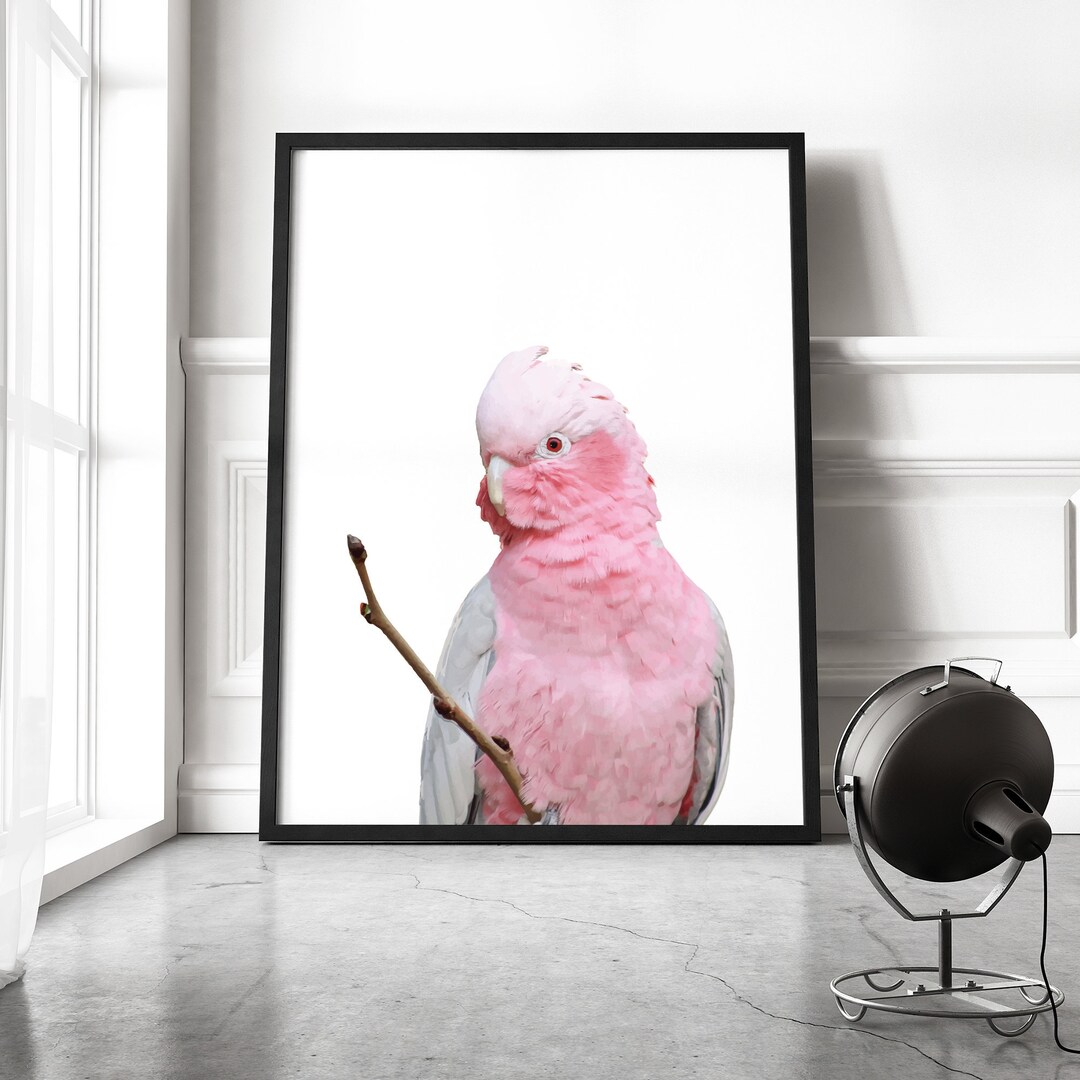 Australian Galah Wall Print, Galah Poster, Australian Native Bird Decor ...