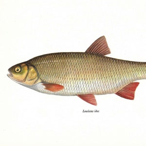 Leuciscus Idus, Ide, Orfe, Vintage Fish Print, Unframed, Freshwater ...