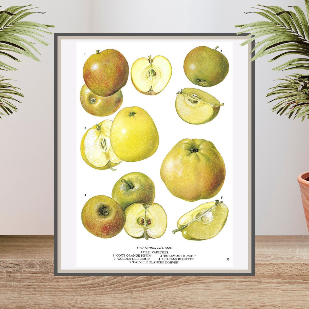 Vintage Fruit Print Apple Print, Green Apples, Unframed Botanical ...