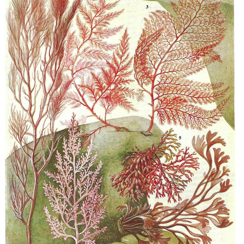 Seaweed Print - Etsy