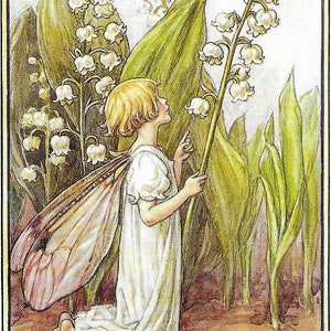 M for the Mallow Fairy, Unframed Alphabet Flower Fairies, Lily-of-the ...