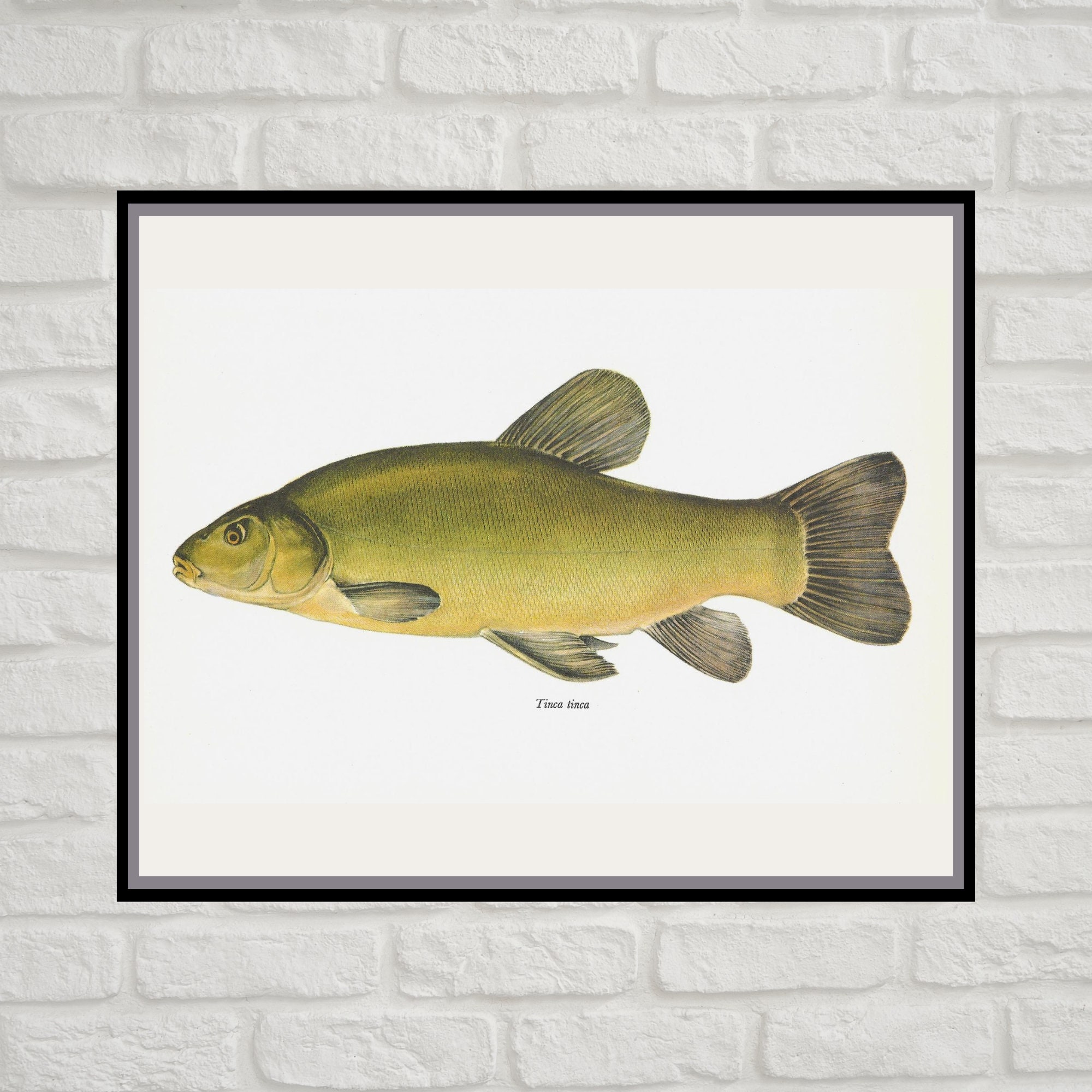 Tench Fish