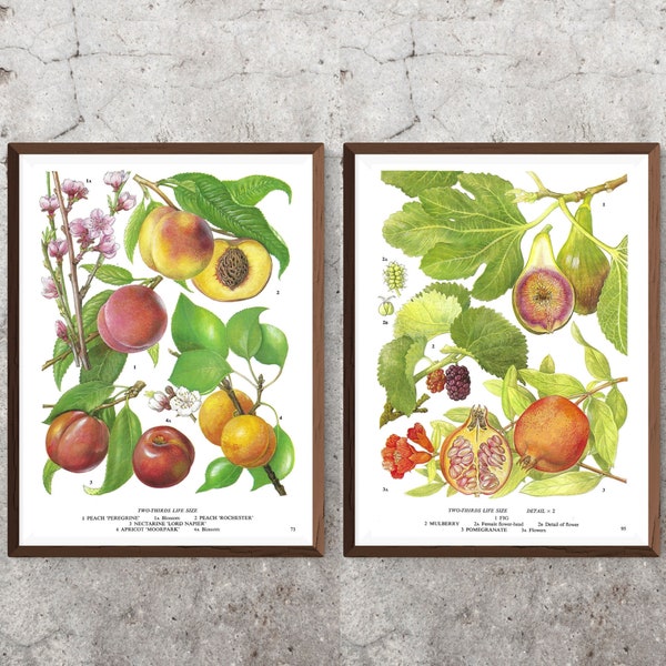 Vintage Fruit Print - Etsy