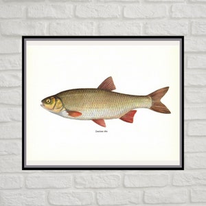 Leuciscus Idus, Ide, Orfe, Vintage Fish Print, Unframed, Freshwater ...