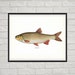 Leuciscus Idus, Ide, Orfe, Vintage Fish Print, Unframed, Freshwater ...