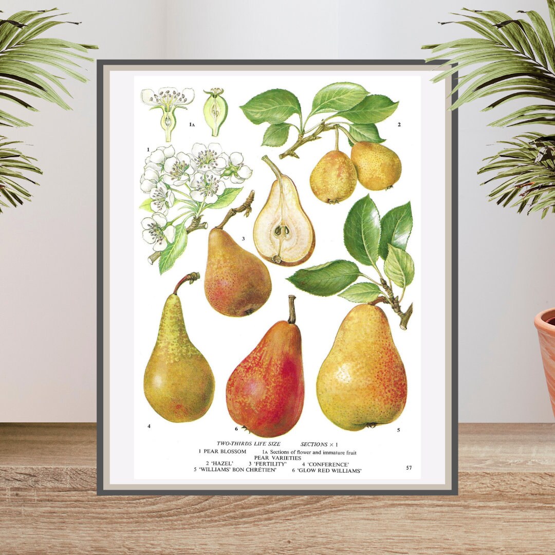 Vintage Fruit Print Pear Print, Pears, Unframed Botanical, Dining Room ...