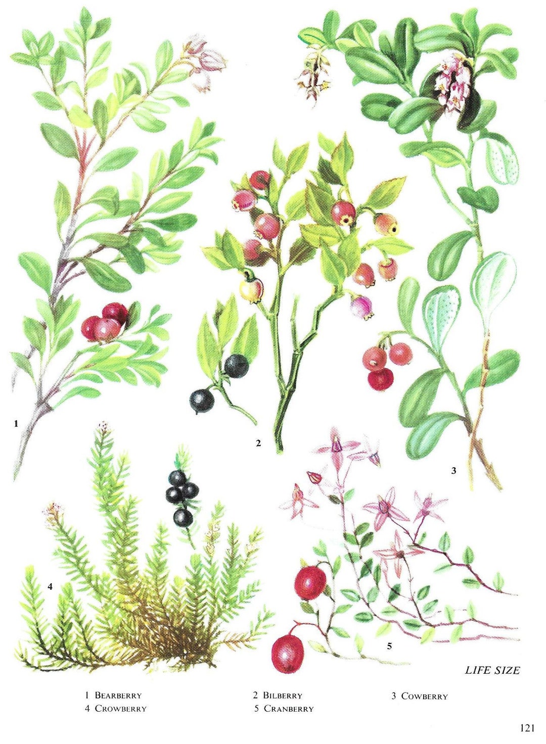 Unframed Vintage Botanical Print, Bilberry, Cranberry, Bearberry ...