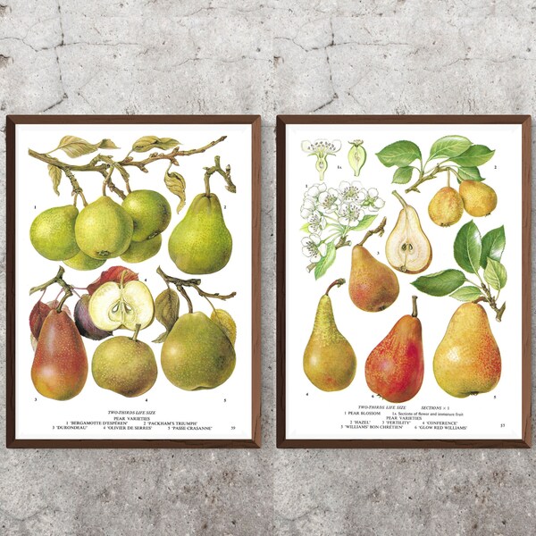 Pears Print - Etsy