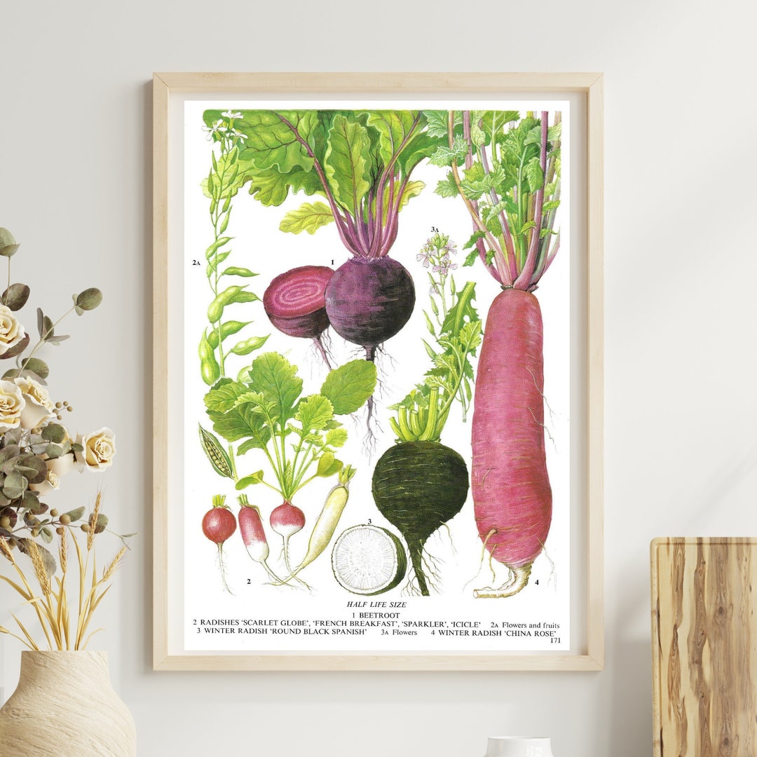 Original Vintage Vegetable Print for Wall Art, Beetroot, Radishes, Beets, Botanical Kitchen ...